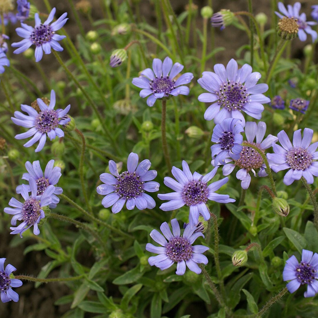Blue Daisy Seed - Felicia Heterophylla Blue Flower Seeds - 2000 Seeds ...