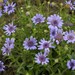 Blue Daisy Seed Felicia Heterophylla Blue Flower Seeds 2000 Seeds - Etsy