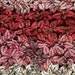 Hypoestes Splash Seeds Mix - Polka Dot Plant - 100 Seeds - Etsy