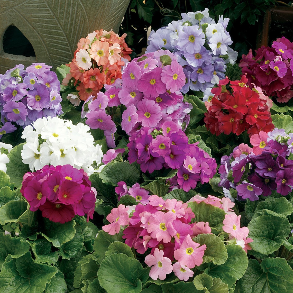 German Primrose Primula Obconica Libre Flower Seed Mix - 100 Seeds - Etsy