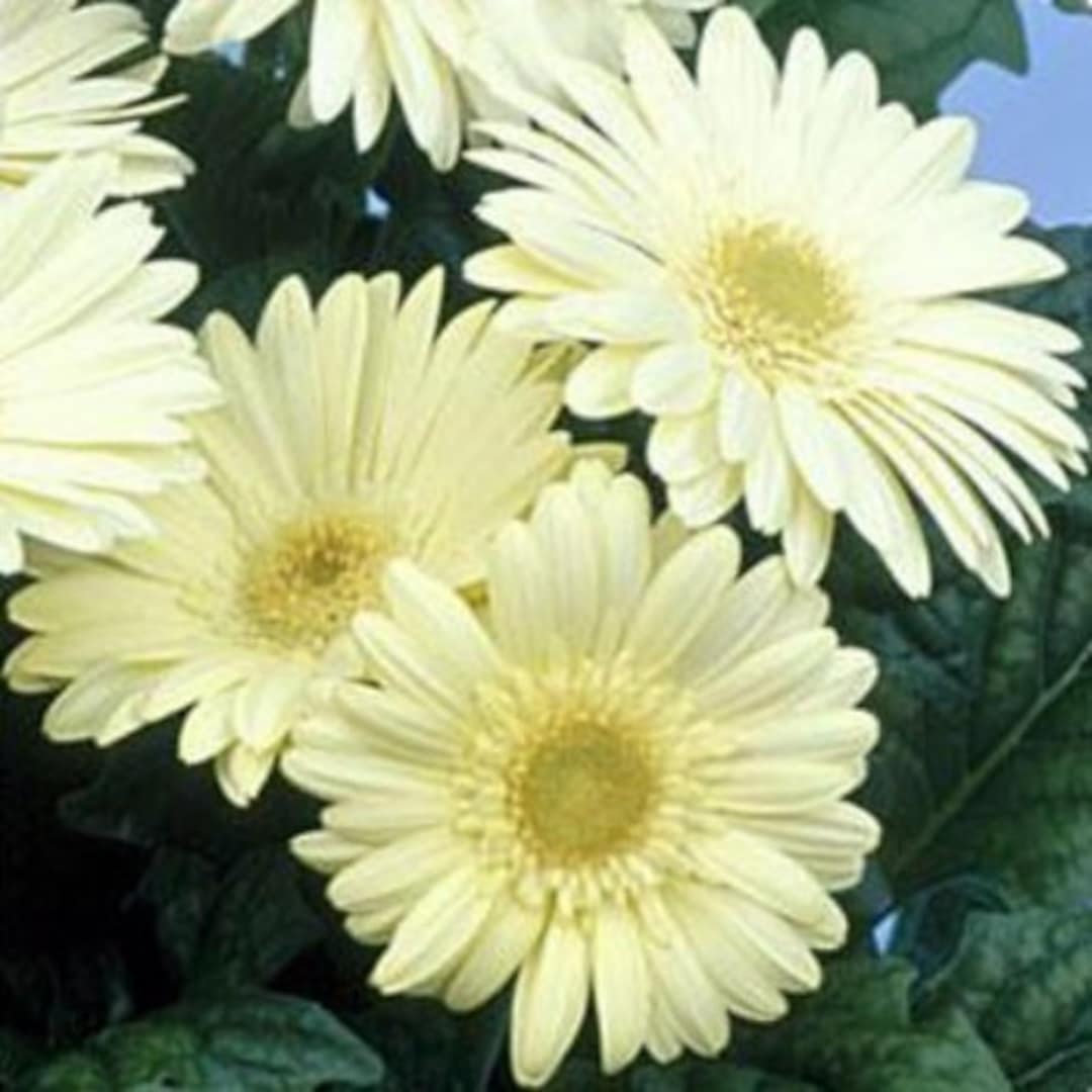 Gerbera Seed - White Gerbera Daisy Flower Seeds - 20 Seeds - Etsy