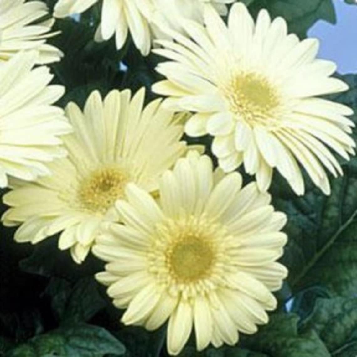 Gerbera Seed White Gerbera Daisy Flower Seeds 20 Seeds - Etsy