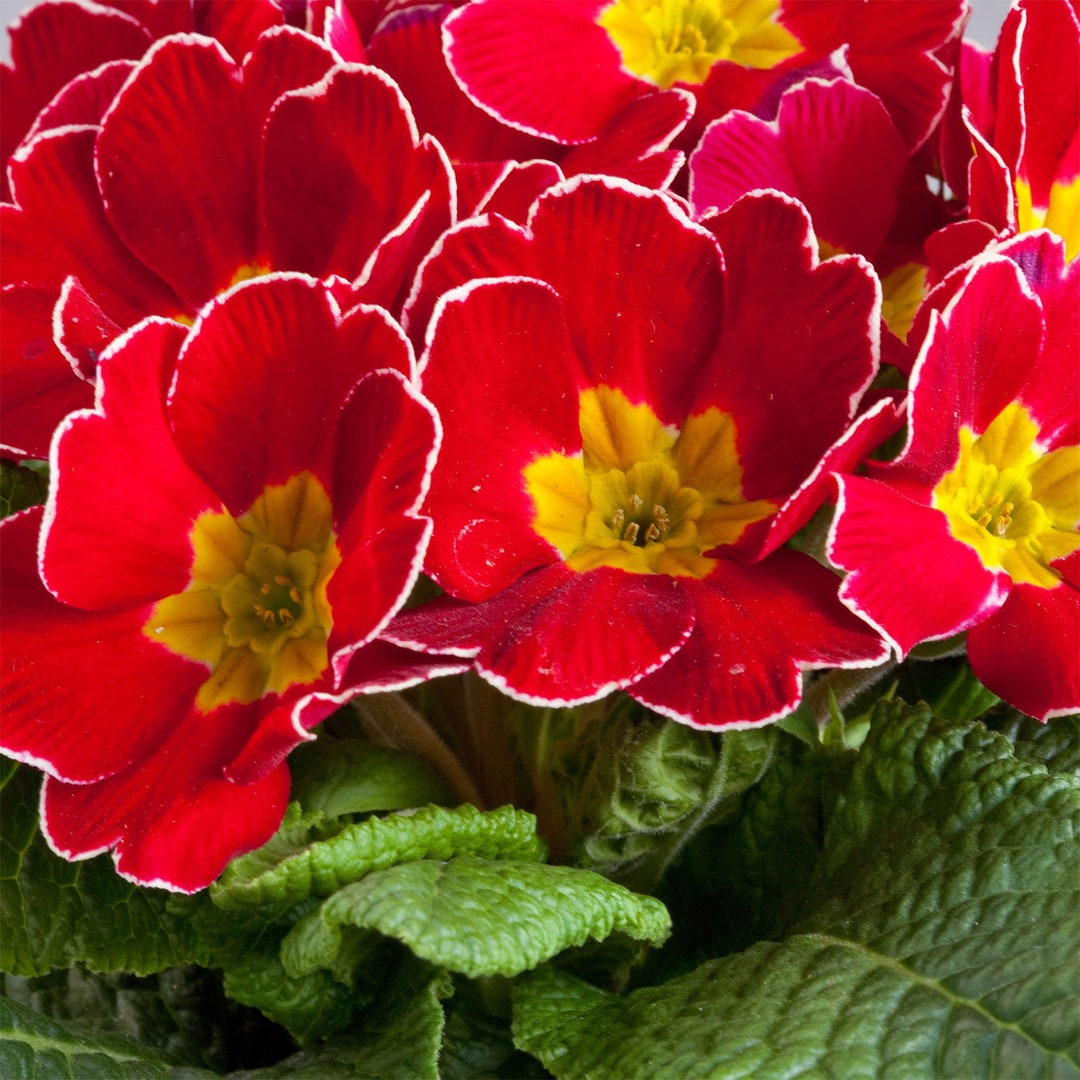 Annual Common Primrose Cherry Edge Garden Plant Flower Seeds - 50 Seeds ...