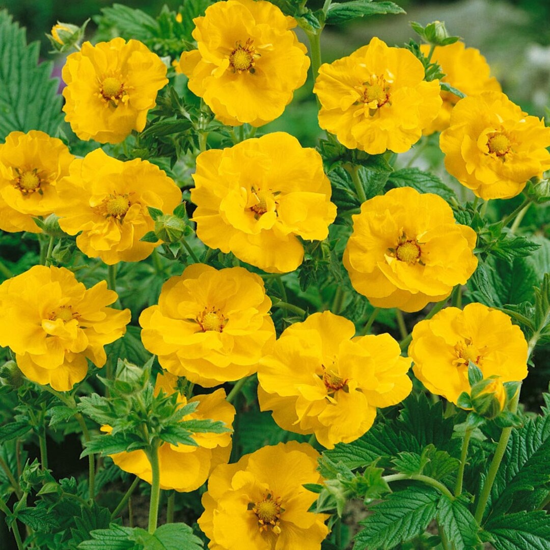 Geum Seeds - Geum Lady Stratheden Flower Seed - 1000 Seeds - Etsy