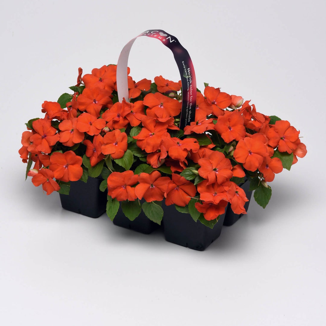 Orange Impatiens Beacon Garden Flower Seeds - 150 Seeds - Etsy