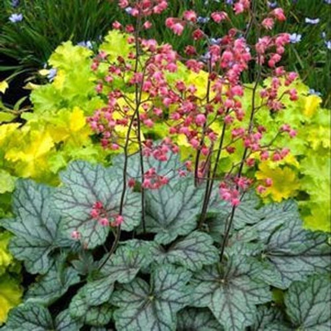 Heuchera Seed - Heuchera Americana Coral Bells Flower Seeds - 1000 ...
