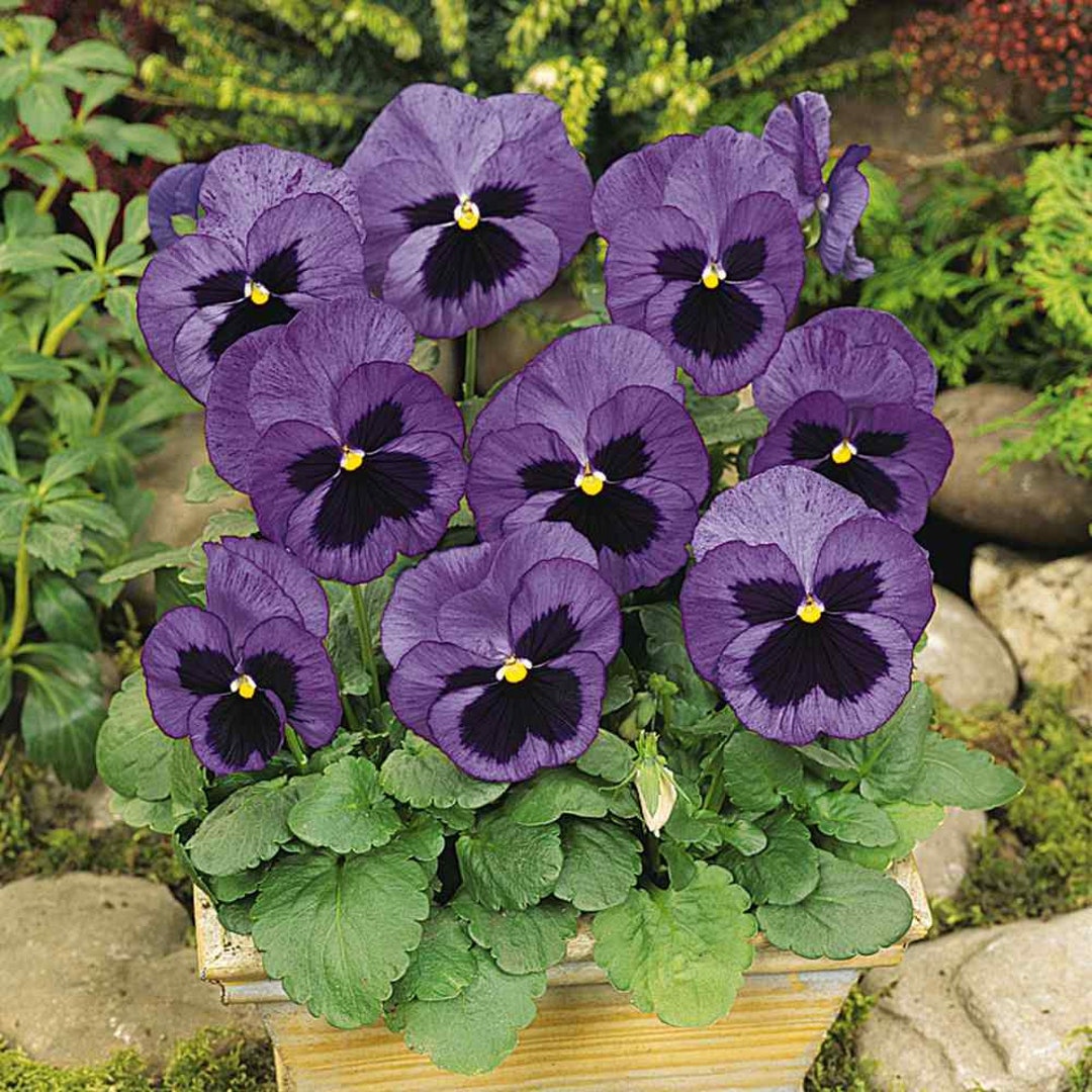 Buy Pansy Seeds - Pansy Matrix Ocean Seeds - 100 Seeds - Etsy