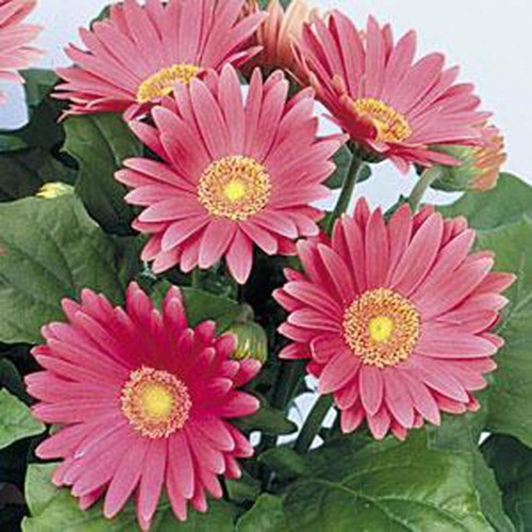 Gerbera Jamesonii Rose Flower Seeds - Gerbera Daisy Seed - 20 Seeds - Etsy