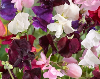 Pansy Seed Mix Pansy Matrix Ocean Breeze Mix 50 Seeds - Etsy
