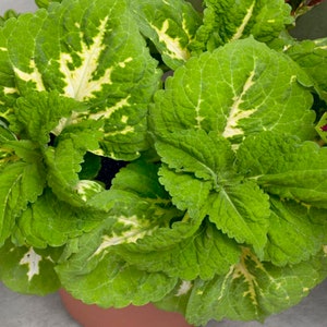 Coleus Kong Green Seeds - Coleus for Shade - 10 Seeds - Etsy