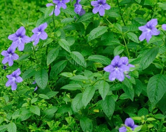 Pansy Seed Mix Pansy Matrix Ocean Breeze Mix 50 Seeds - Etsy