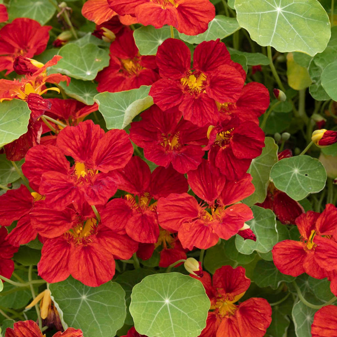 Nasturtium Seeds - Mahogany Double Gleam Flower Seed - 400 Seeds - Etsy