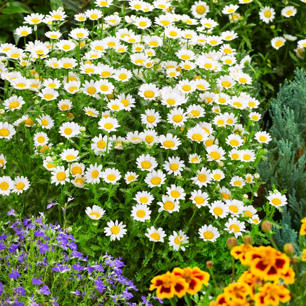 Creeping Daisy Seeds Chrysanthemum Paludosum Flower Seeds 10000 Seeds ...