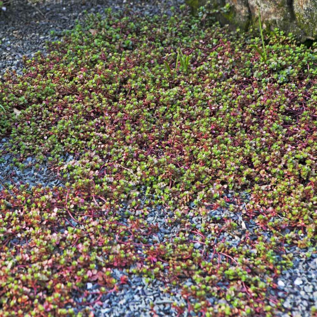 Sedum Stoloniferum Seed - Stolon Stonecrop Ground Cover Seeds - 2000 ...