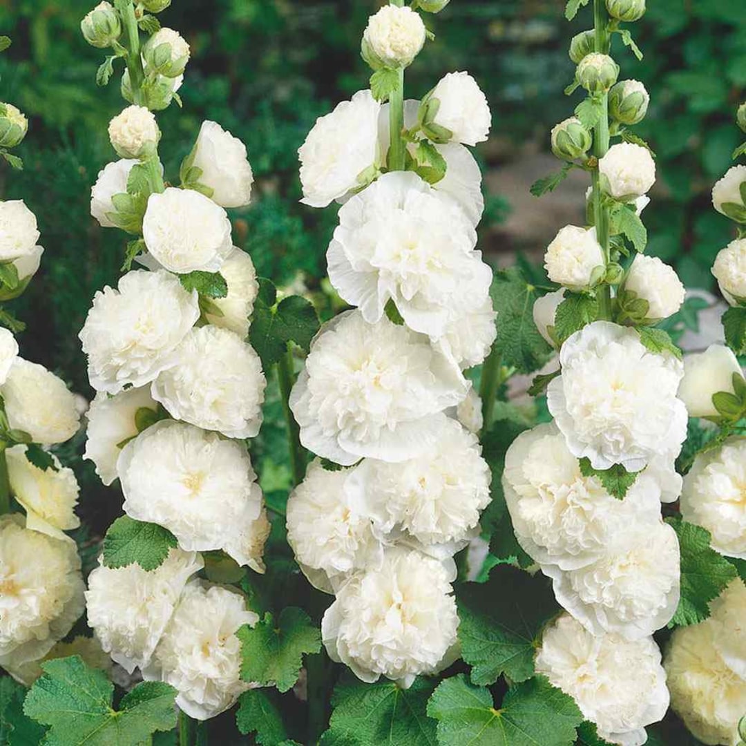 Perennial Alcea Rosea Chaters Double White Hollyhock Flower Seeds - 200 ...