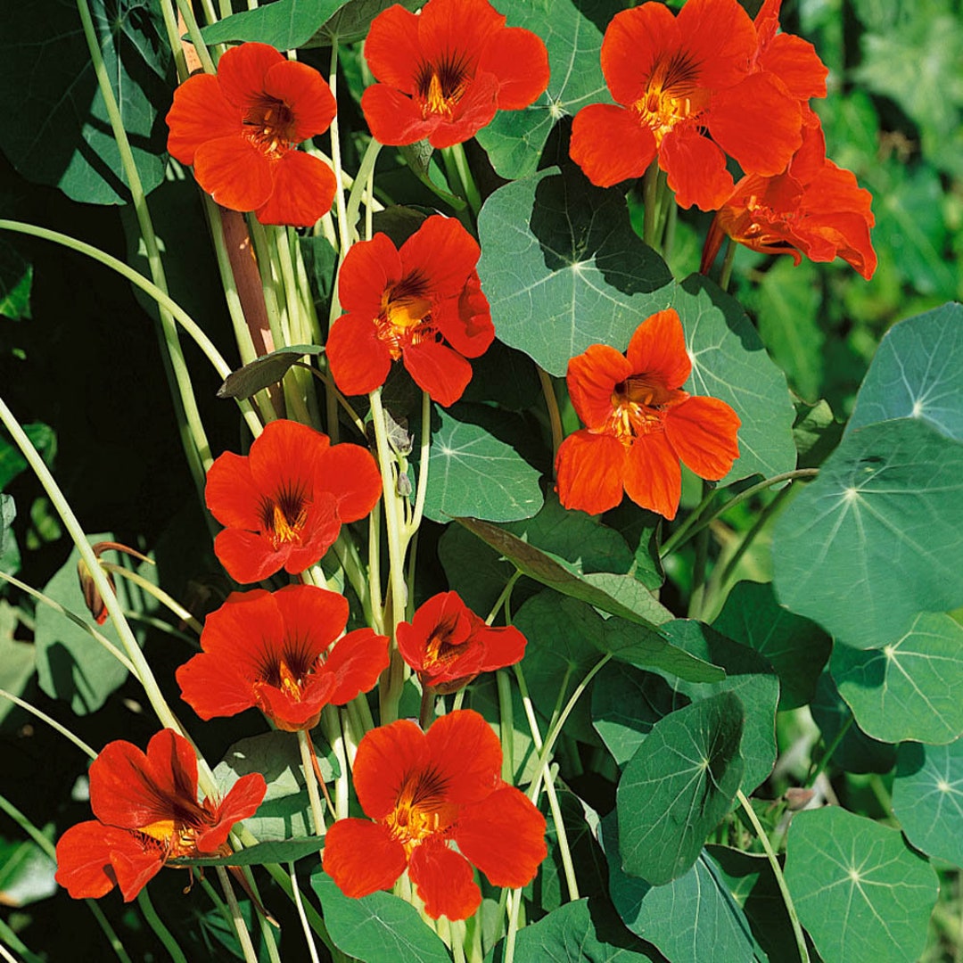 Nasturtium Seeds - Climbing Spitfire Flower Seed - 200 Seeds - Etsy