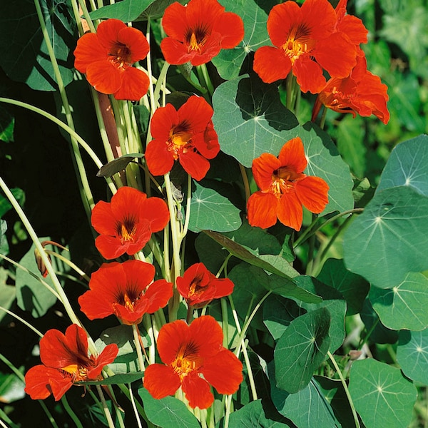 Nasturtium Seeds - Etsy