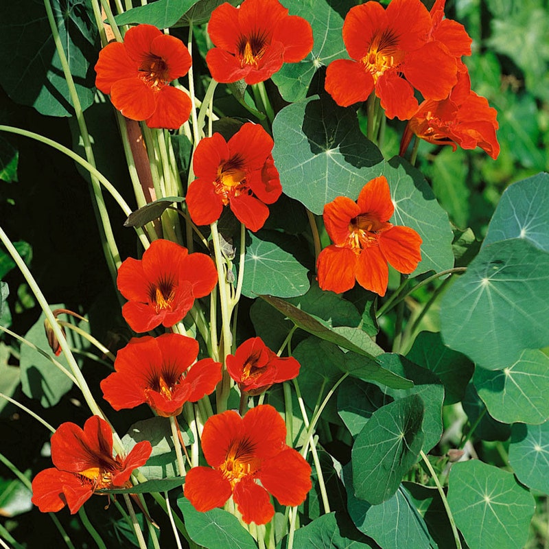 Nasturtium Seeds - Etsy