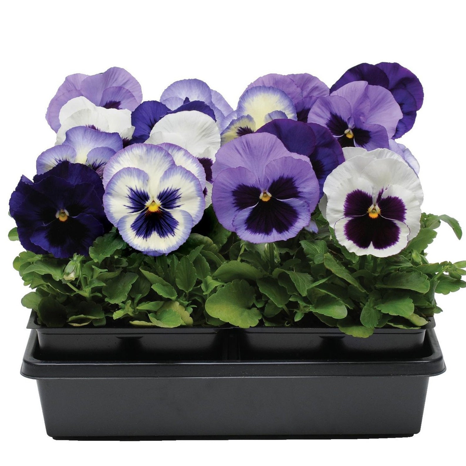 Pansy Seed Mix Pansy Matrix Ocean Breeze Mix 50 Seeds - Etsy