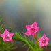 Cypress Vine Seed - Ipomoea Pennata Rose Flower Seeds - 200 Seeds - Etsy
