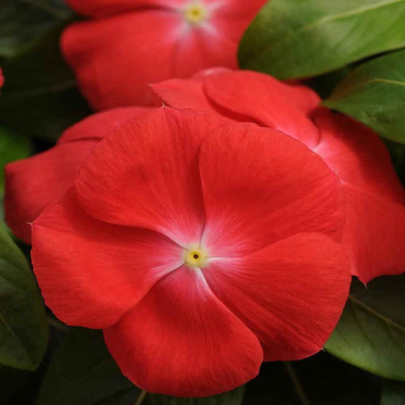 Drought Tolerant Orange Flowering Vinca Periwinkle Garden Flower Seeds ...