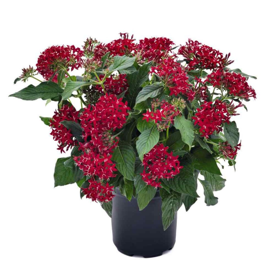 Pentas Seed - Pentas Graffiti Bright Red Flower Seeds - 50 Seeds - Etsy
