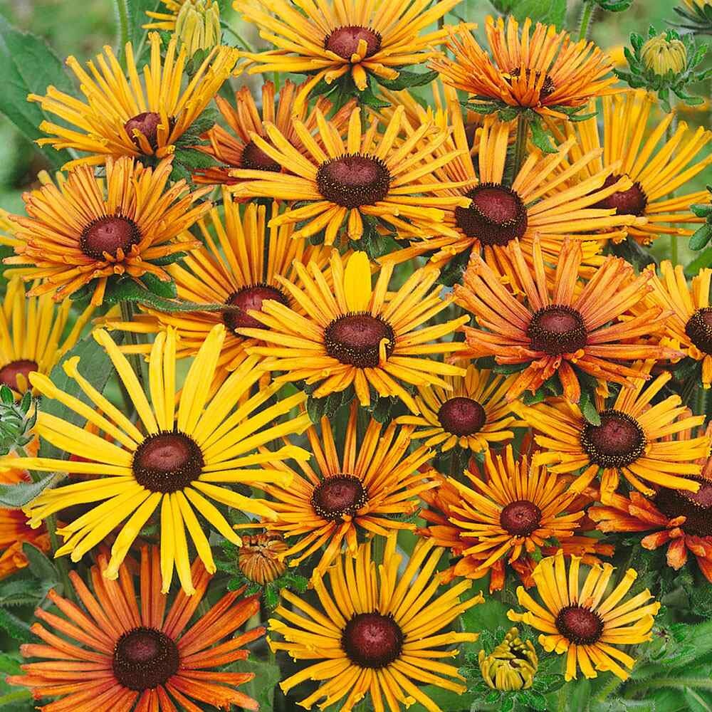 Rudbeckia Hirta Chim Chiminee Garden Xeriscape Flower Seed 200 Seeds - Etsy