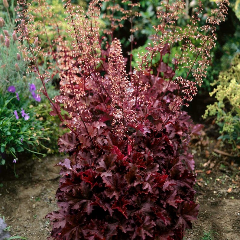 Heuchera Seeds - Heuchera (coral Bells) Melting Fire Flower Seed - 100 ...