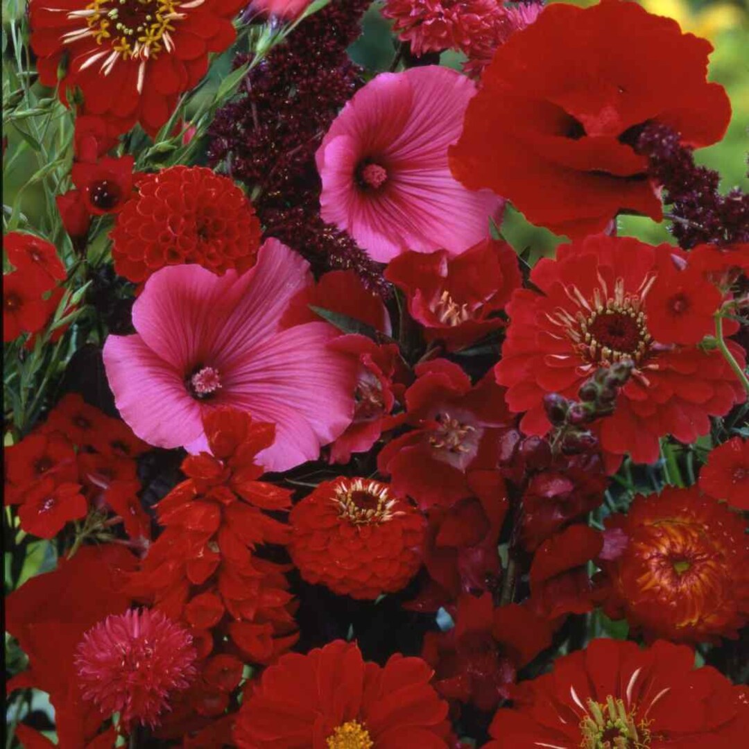Red Flower Seeds - Red Shades Wildflower Seed Mix - 5000 Seeds - Etsy