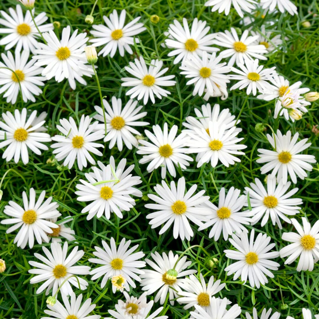 Brachycome Seed - Swan River Daisy Flower Seeds - 10000 Seeds - Etsy