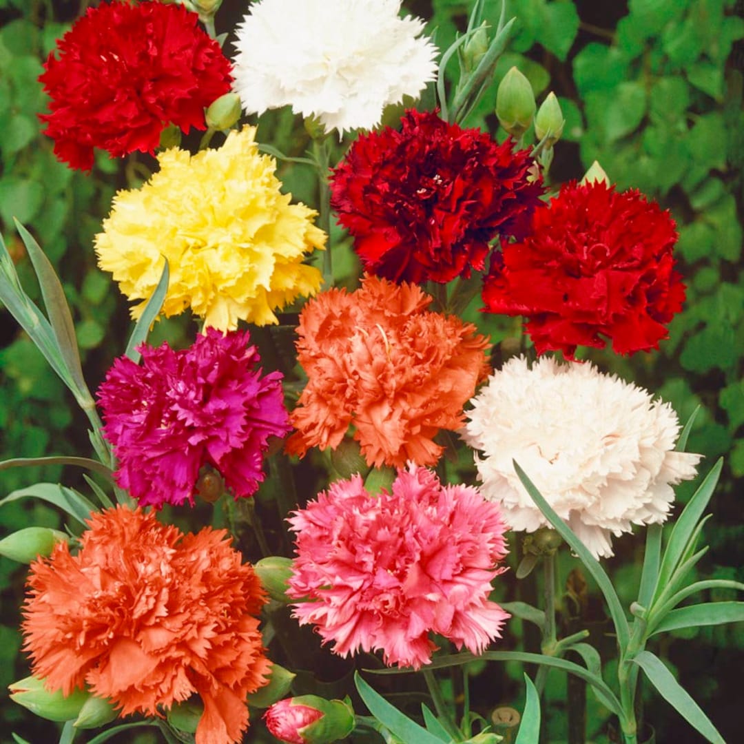 Carnation Seeds - Dianthus Caryophyllus Chabaud Mix Flower Seeds - 1000 ...