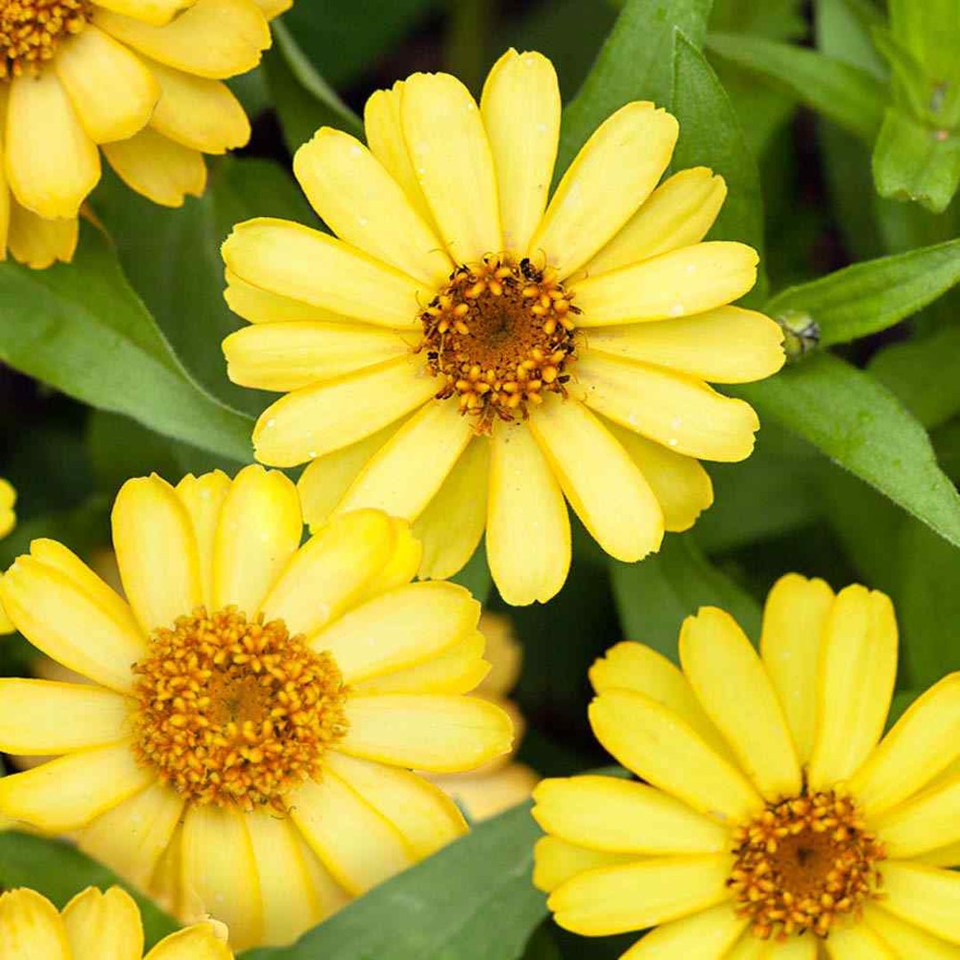 Yellow Zinnia Marylandica Plant Flower Seeds - 25 Seeds - Etsy