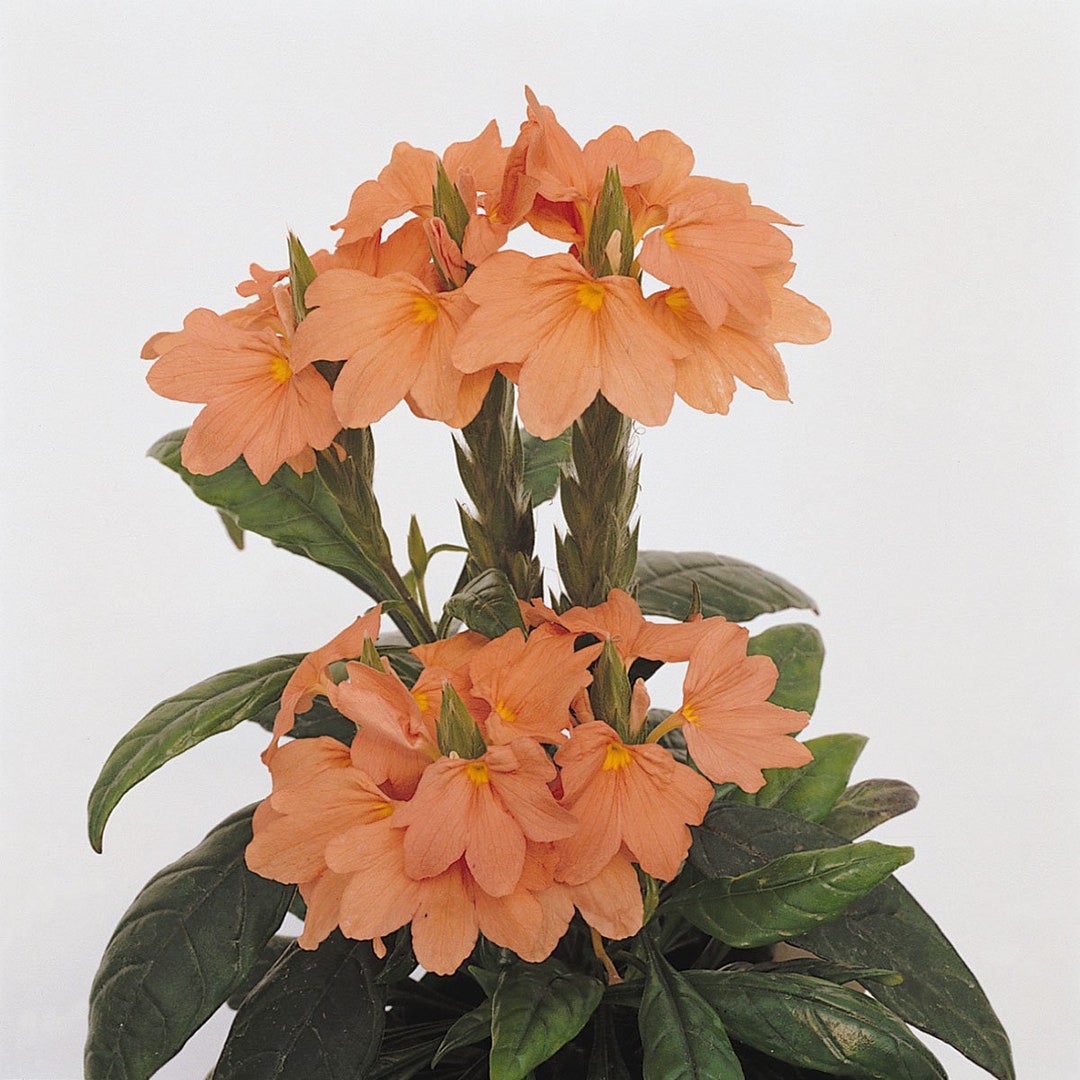 Firecracker Plant Seed - Crossandra Tropic Flame Flower Seeds - 15 ...