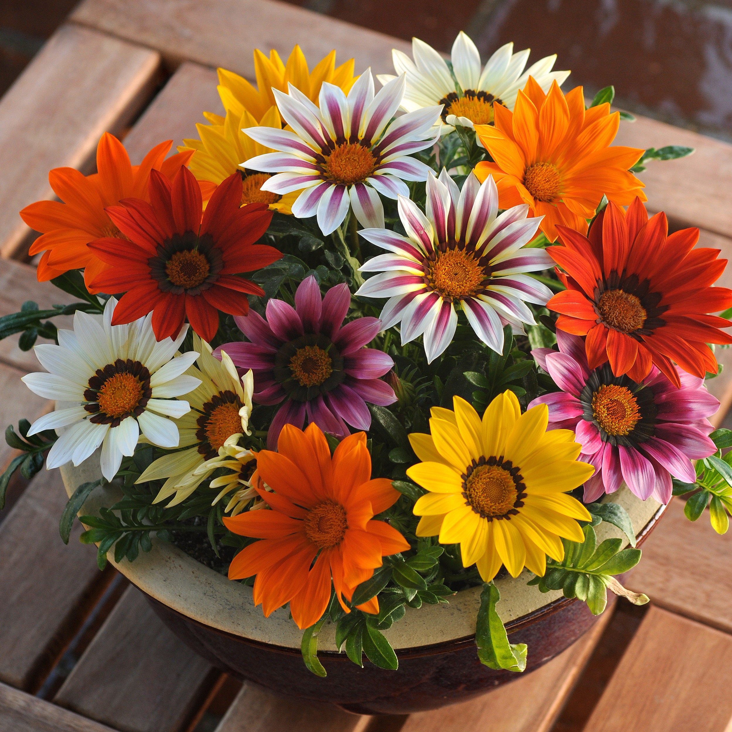 Drought Tolerant Treasure Flower Gazania Rigens Garden Flower Plant ...
