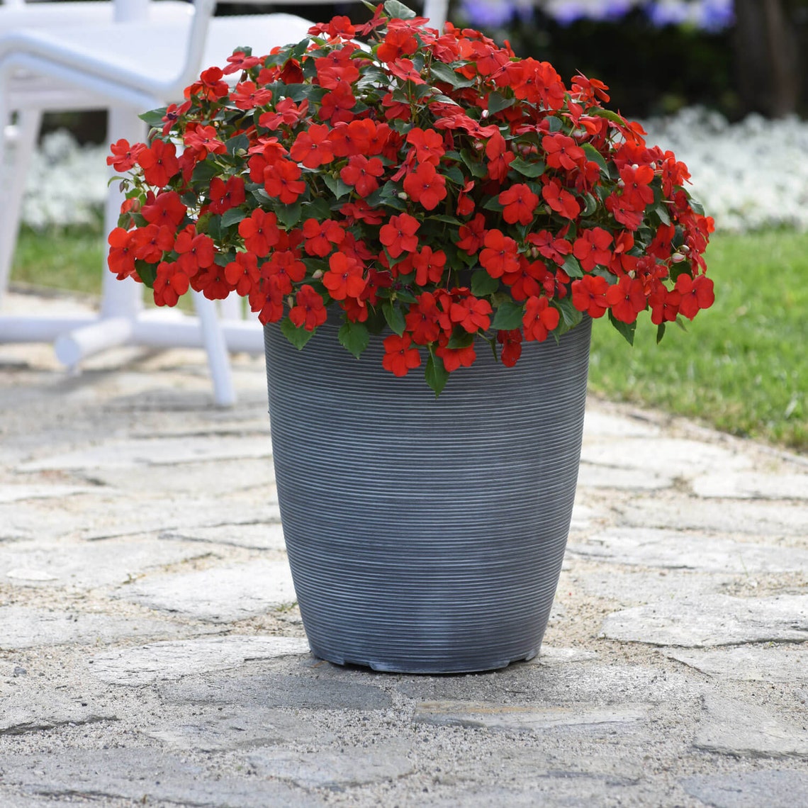 Bright Red Impatiens Container Plant Flower Seeds - 150 Seeds - Etsy