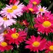 Chrysanthemum Seeds - Pyrethrum Coccineum Robinson's Mix Flower Seed ...