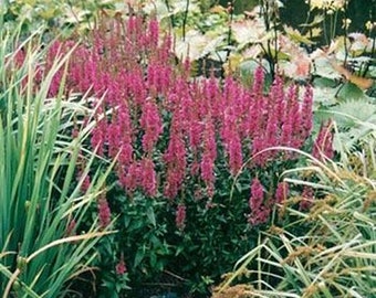 Mimulus X Hybrida Magic Blotch Flower Seed Mix 200 Seeds - Etsy