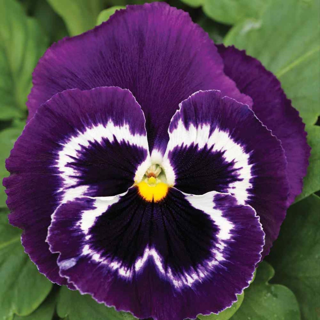 Pansy Mammoth Viva La Violet - Pansy Seeds - 100 Seeds - Etsy