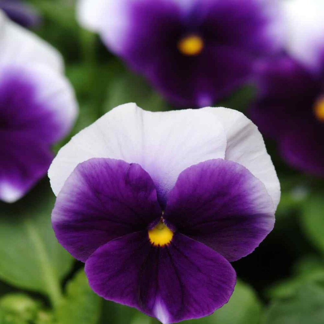Beaconsfield Pansy Seeds - Purple Pansies Flower Seeds - 2000 Seeds - Etsy