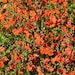 Mask Flower Seeds - Red Alonsoa Mask Flower Seed - 10000 Seeds - Etsy
