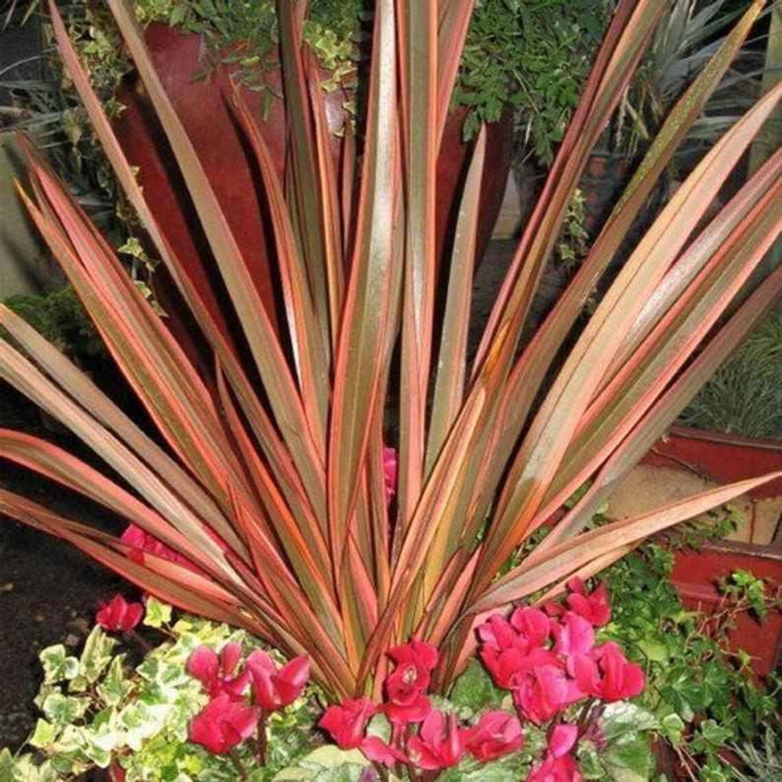 Phormium Tenax New Hybrids - New Zealand Flax Ornamental Grass - 200 ...