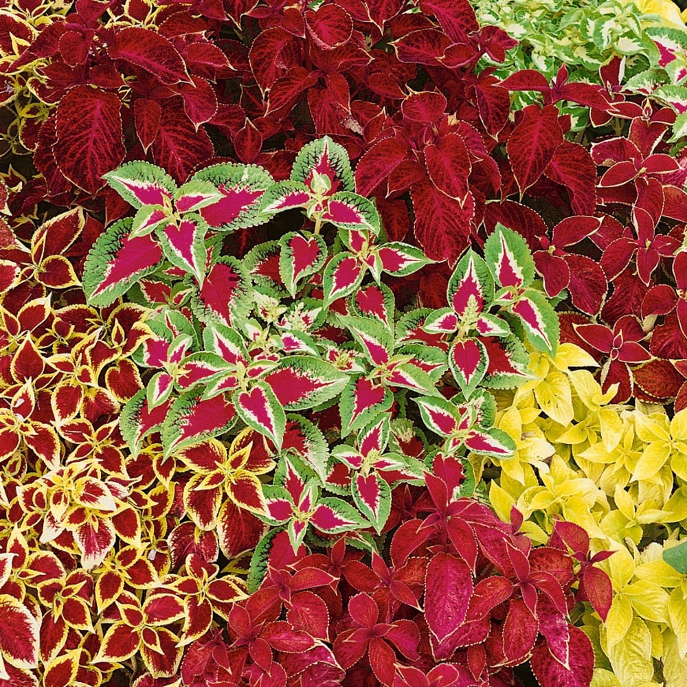 Coleus Seeds Wizard Flower Seed Mix Shade Garden Plants - Etsy