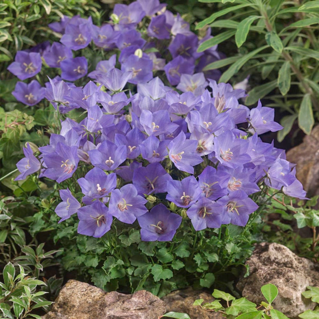 Bellflower Seeds - Campanula Carpatica Flower Seed - 10000 Seeds - Etsy
