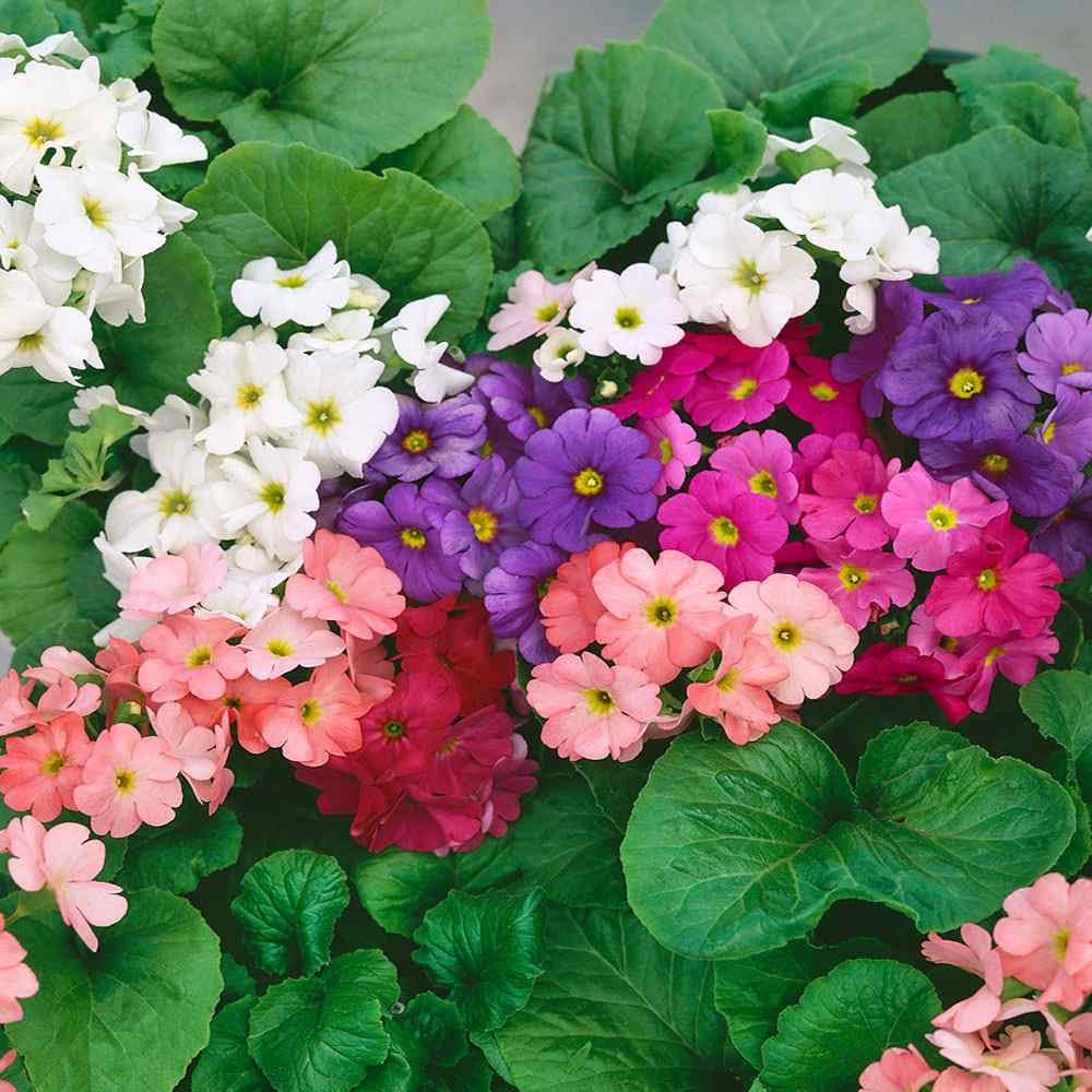 German Primrose Primula Obconica Libre Flower Seed Mix 100 - Etsy