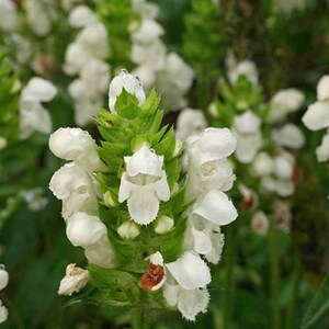 Prunella Seeds - White Prunella Self Heal Ground Cover Seed - 400 Seeds ...