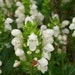 Prunella Seeds - White Prunella Self Heal Ground Cover Seed - 400 Seeds ...