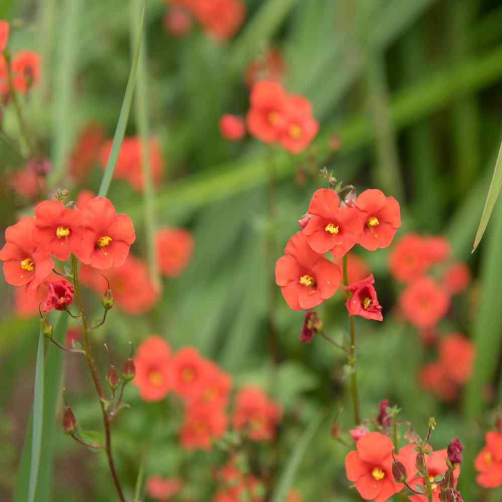 Mask Flower Seeds - Red Alonsoa Mask Flower Seed - 10000 Seeds - Etsy