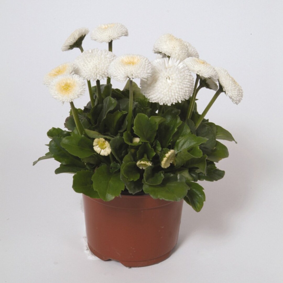 Bellis Seeds - Bellis Perennis White English Daisy Flower Seed - 5000 ...