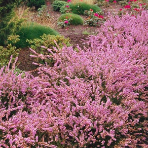 Calluna Vulgaris Perennial Heather Flower Seeds - 1000 Seeds - Etsy