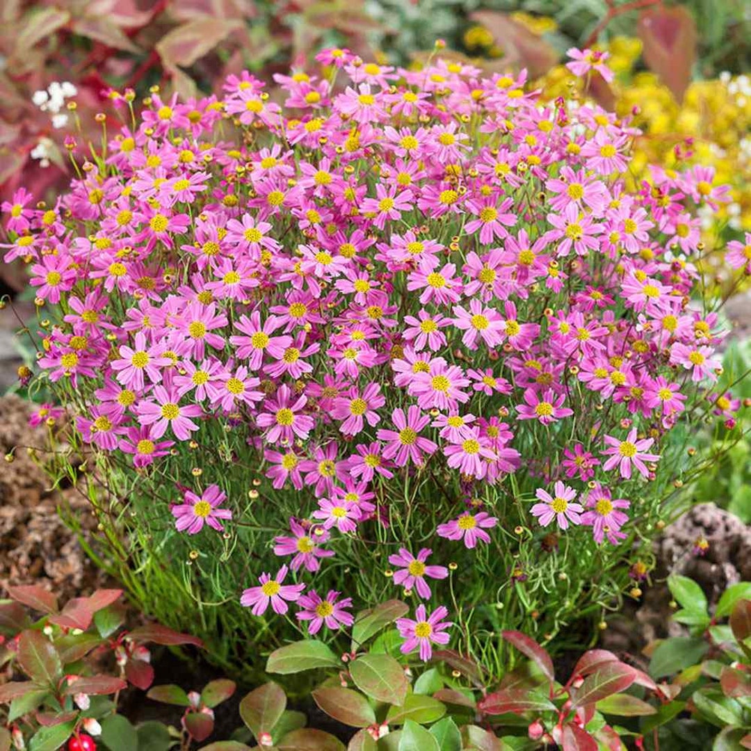 Coreopsis Rosea American Dream Xeriscape Garden Flower Seeds - 500 ...